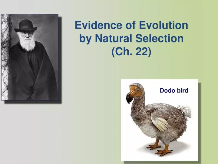 PPT - Evidence of Evolution by Natural Selection (Ch. 22) PowerPoint ...