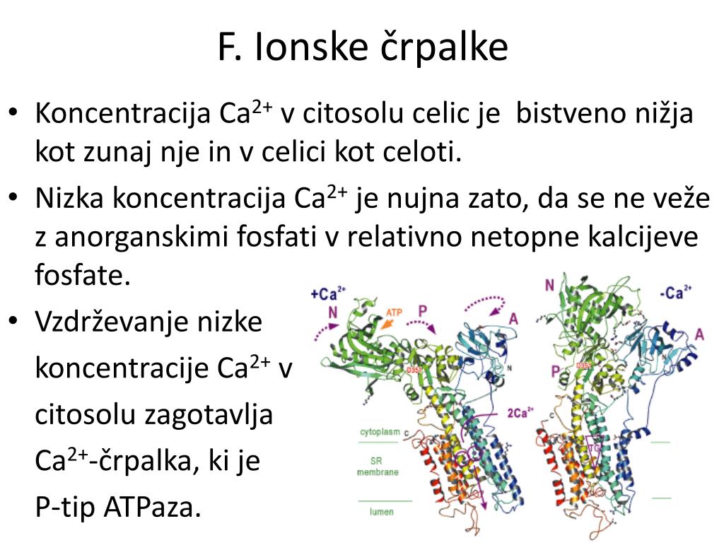PPT - BIOLOŠKI VIDIK VNOSA PRVIN PowerPoint Presentation, free download ...
