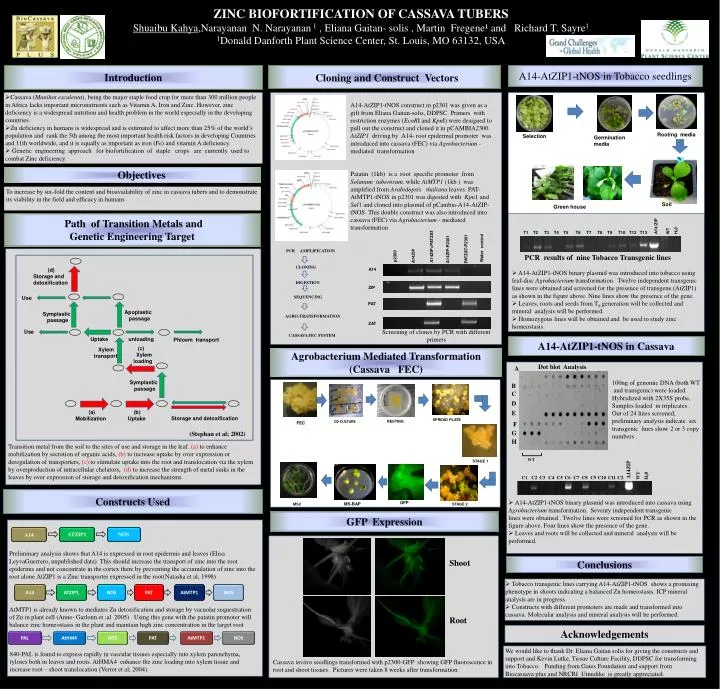 PPT - ZINC BIOFORTIFICATION OF CASSAVA TUBERS PowerPoint Presentation ...