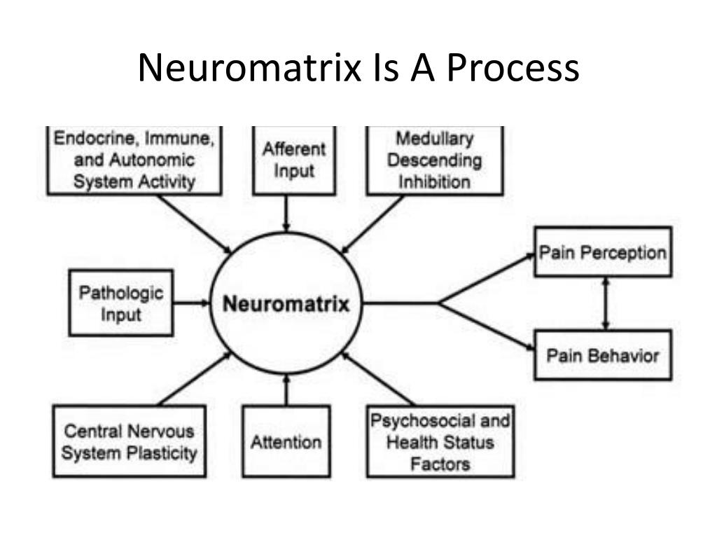 PPT - Central Sensitization: Clinical Implications for Chronic Head and ...