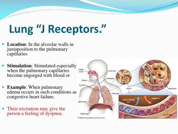 PPT - Oxygen Concentration and Partial Pressure in the Alveoli ...
