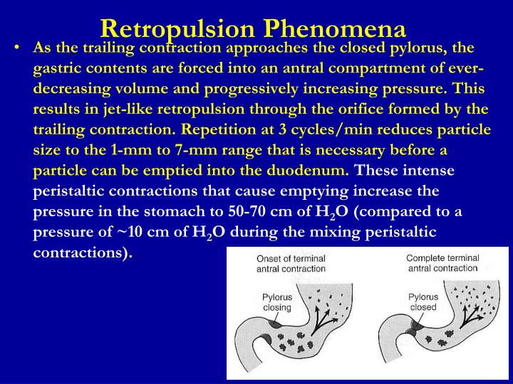 PPT - Gastric Motility & Secretion PowerPoint Presentation - ID:2244872