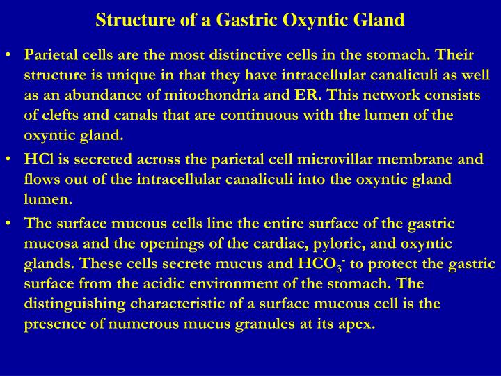PPT - Gastric Motility & Secretion PowerPoint Presentation - ID:2244872