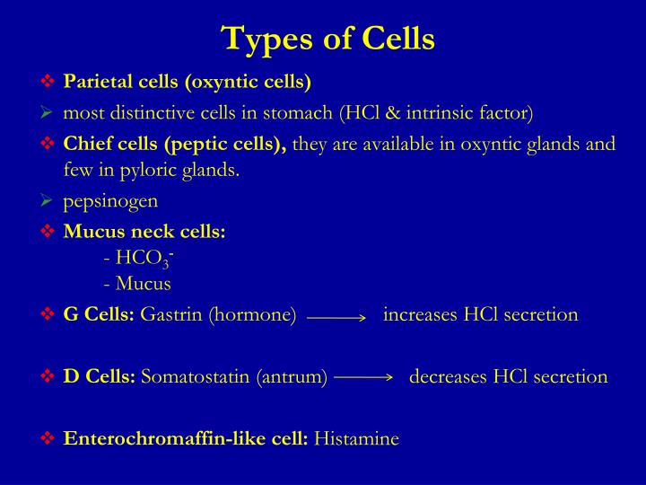PPT - Gastric Motility & Secretion PowerPoint Presentation - ID:2244872