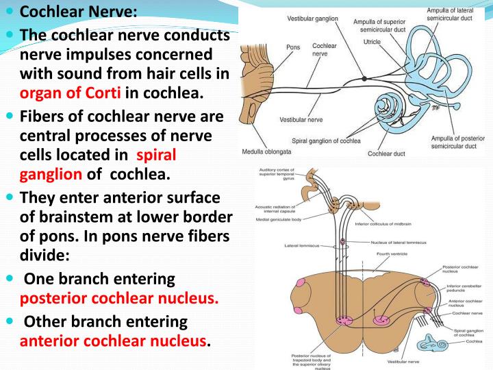PPT - Vestibulocochlear Nerve(VIII) PowerPoint Presentation - ID:2244994