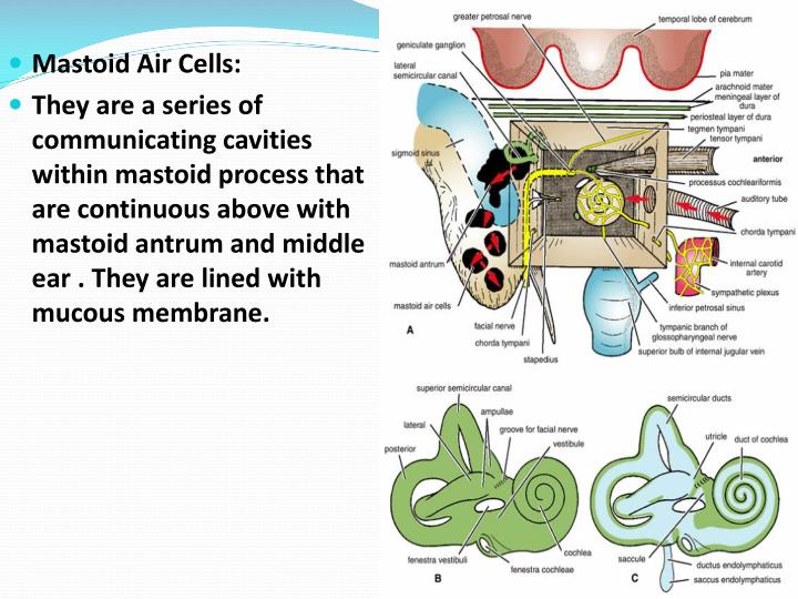 PPT - Vestibulocochlear Nerve(VIII) PowerPoint Presentation - ID:2244994