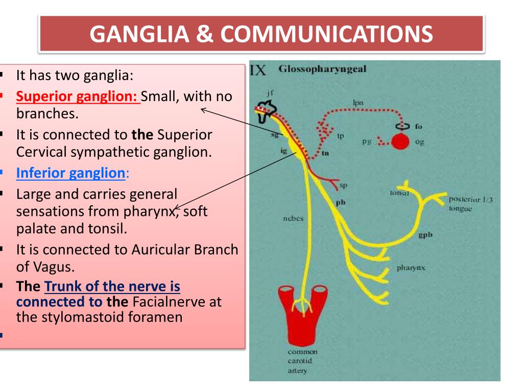 PPT - Cranial Nerves 1 X-X ( Glossopharyngeal & Vagus Nerves ...