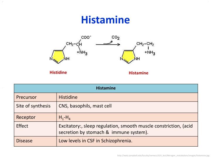 PPT - Neurotransmitters PowerPoint Presentation - ID:2245033
