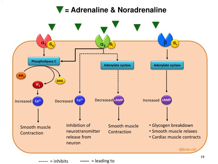 PPT - Neurotransmitters PowerPoint Presentation - ID:2245033