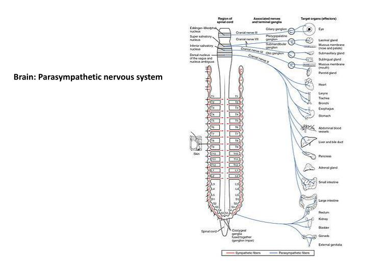 PPT - The Parasympathetic System PowerPoint Presentation - ID:2245035