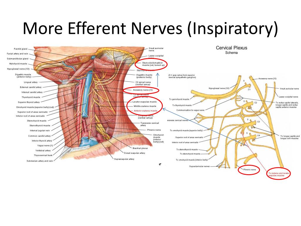PPT - Respiratory Tract Receptors, Cough Reflex & Related Anatomy ...