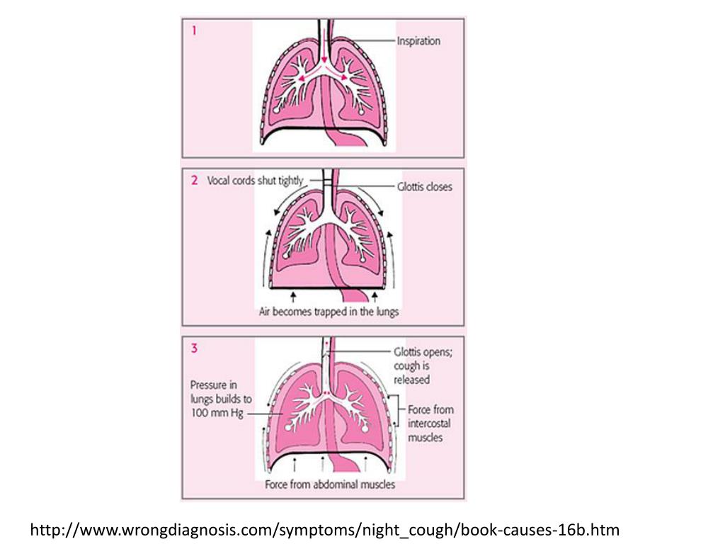 PPT - Respiratory Tract Receptors, Cough Reflex & Related Anatomy ...