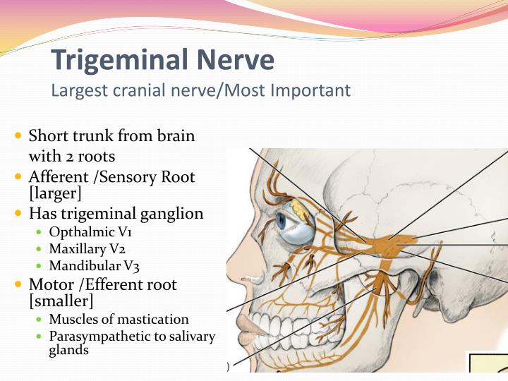 PPT - LOCAL ANESTHESIA FOR THE DENTAL HYGIENIST: PowerPoint ...