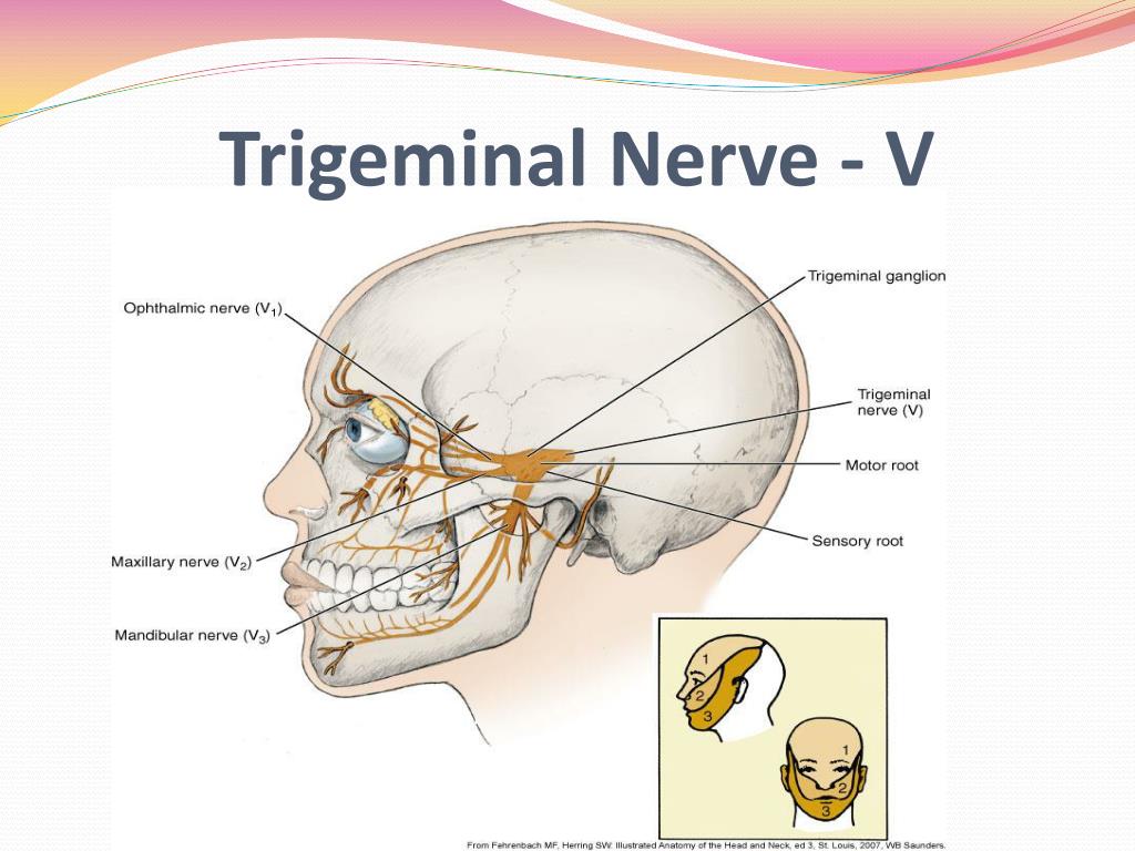 PPT - LOCAL ANESTHESIA FOR THE DENTAL HYGIENIST: PowerPoint ...