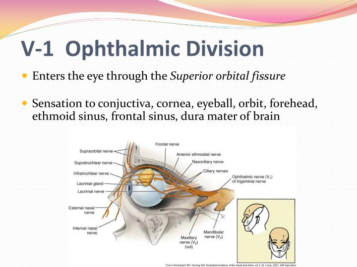 PPT - LOCAL ANESTHESIA FOR THE DENTAL HYGIENIST: PowerPoint ...