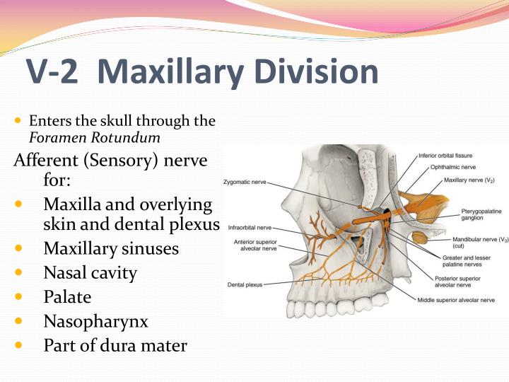 PPT - LOCAL ANESTHESIA FOR THE DENTAL HYGIENIST: PowerPoint ...