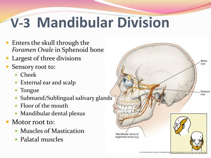 PPT - LOCAL ANESTHESIA FOR THE DENTAL HYGIENIST: PowerPoint ...