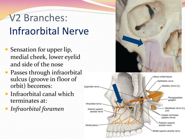 PPT - LOCAL ANESTHESIA FOR THE DENTAL HYGIENIST: PowerPoint ...
