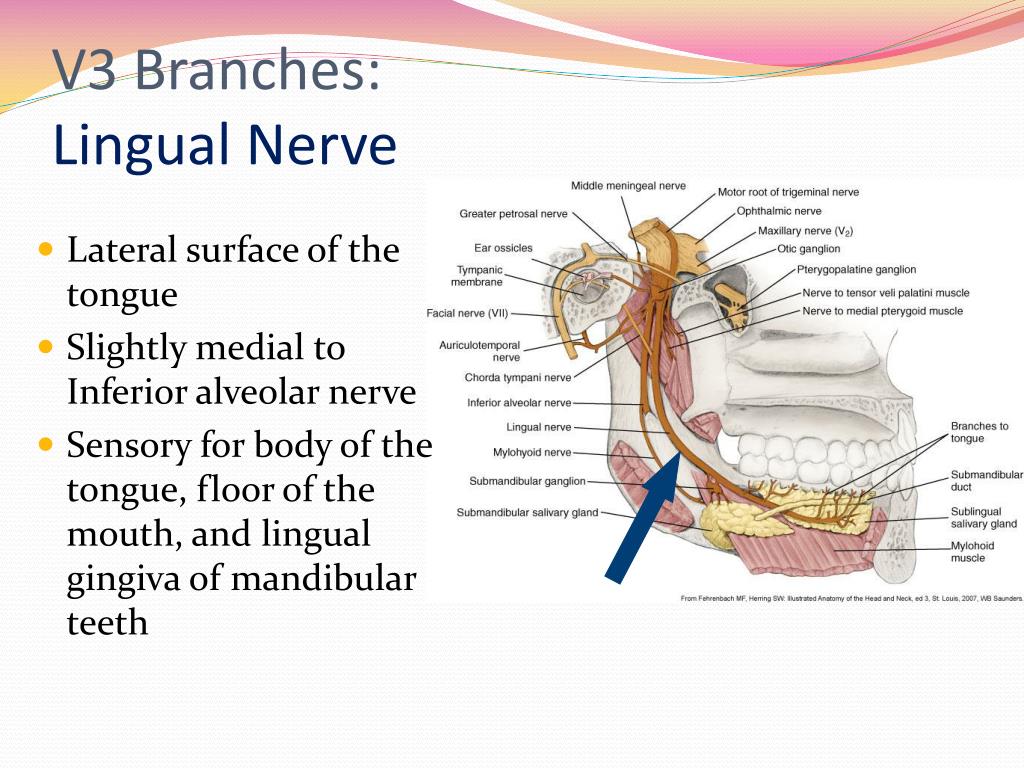 PPT - LOCAL ANESTHESIA FOR THE DENTAL HYGIENIST: PowerPoint ...