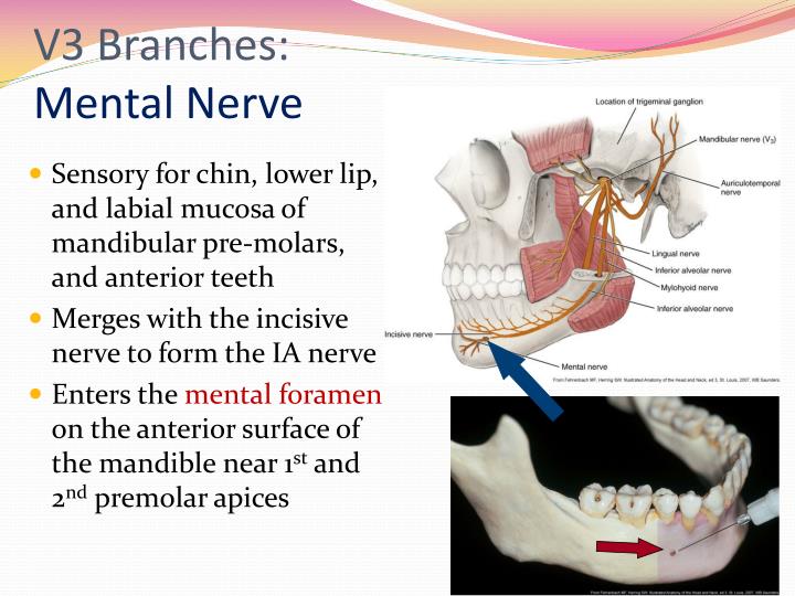 PPT - LOCAL ANESTHESIA FOR THE DENTAL HYGIENIST: PowerPoint ...