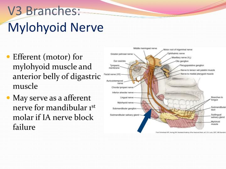 PPT - LOCAL ANESTHESIA FOR THE DENTAL HYGIENIST: PowerPoint ...