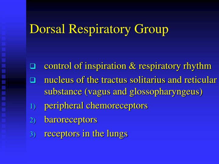 PPT - Regulation of Respiration PowerPoint Presentation - ID:2245072