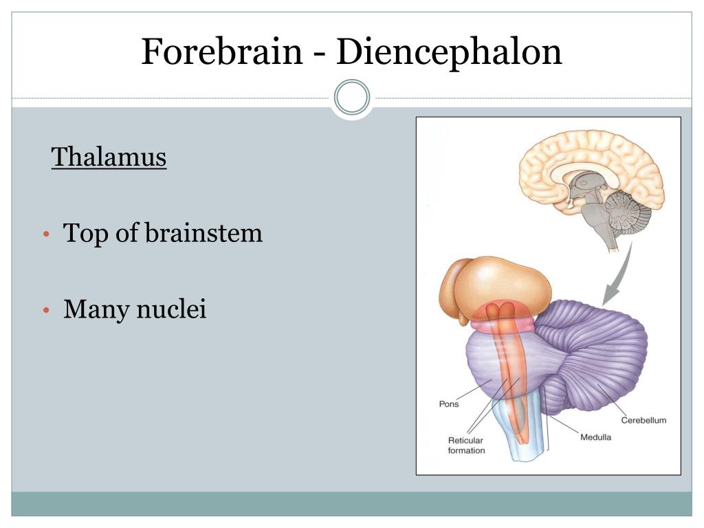 PPT - Neuroanatomy & Organization May 27, 2014 PowerPoint Presentation ...