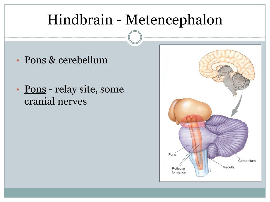 PPT - Neuroanatomy & Organization May 27, 2014 PowerPoint Presentation ...