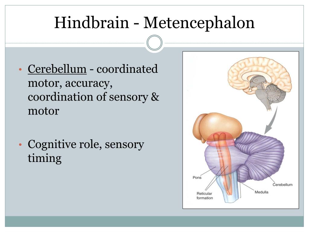 PPT - Neuroanatomy & Organization May 27, 2014 PowerPoint Presentation ...