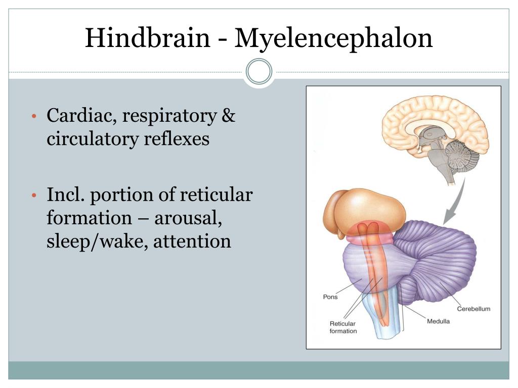 PPT - Neuroanatomy & Organization May 27, 2014 PowerPoint Presentation ...