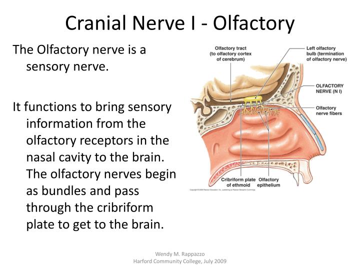 PPT - Cranial Nerves PowerPoint Presentation - ID:2245105