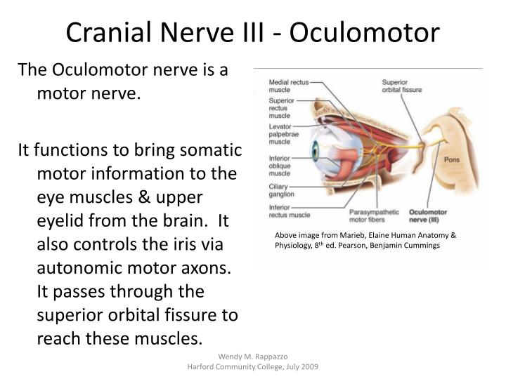 PPT - Cranial Nerves PowerPoint Presentation - ID:2245105