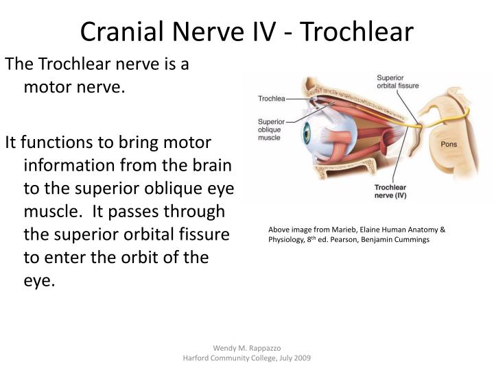 PPT - Cranial Nerves PowerPoint Presentation - ID:2245105