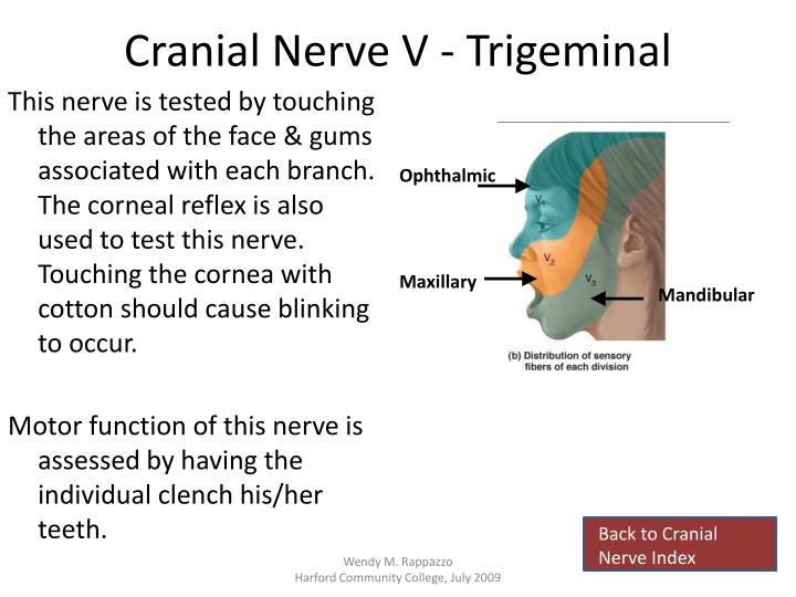 PPT - Cranial Nerves PowerPoint Presentation - ID:2245105