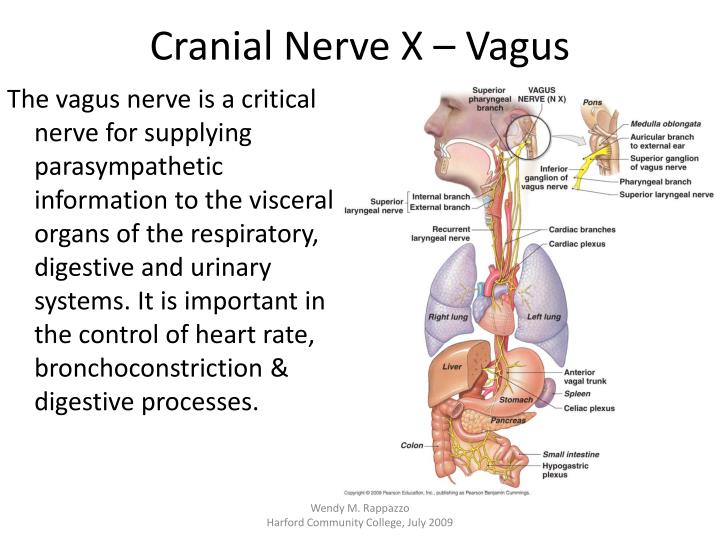 PPT - Cranial Nerves PowerPoint Presentation - ID:2245105