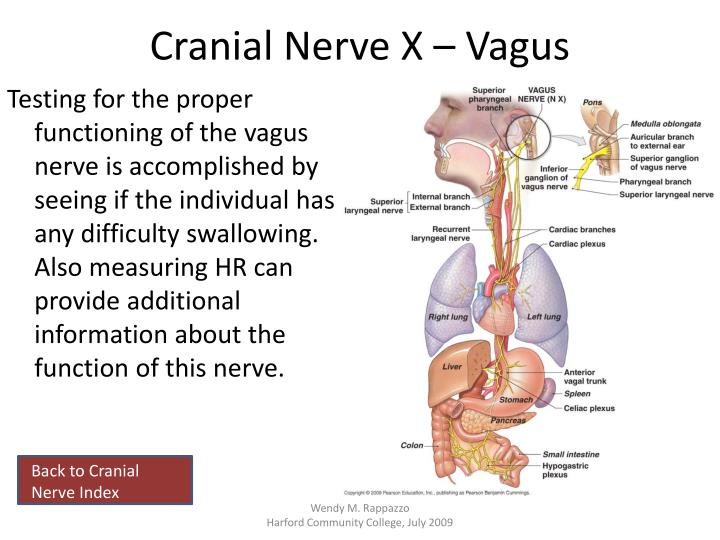 PPT - Cranial Nerves PowerPoint Presentation - ID:2245105