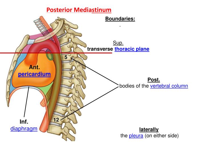 PPT - Mediastinum PowerPoint Presentation - ID:2245169