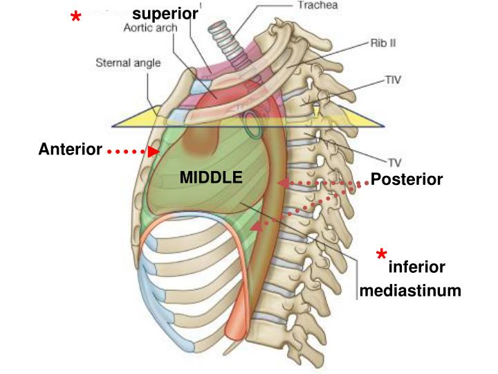 PPT - Mediastinum PowerPoint Presentation - ID:2245169