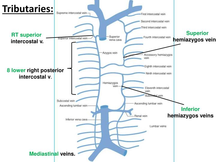 PPT - Mediastinum PowerPoint Presentation - ID:2245169