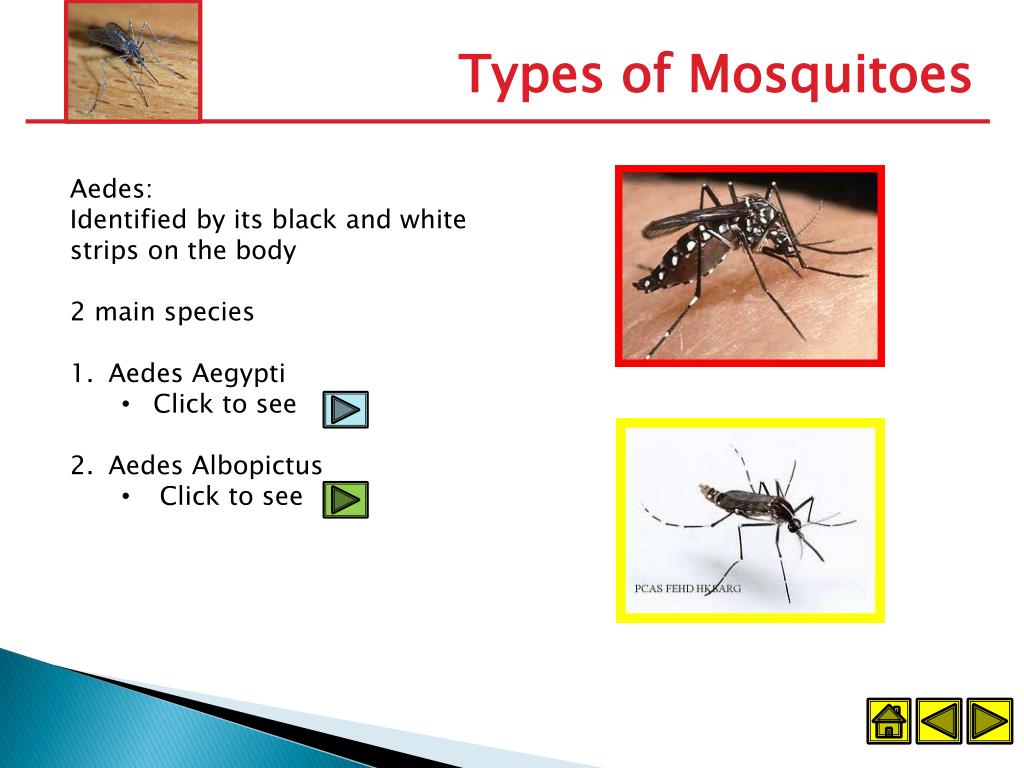PPT - Mosquitoes are members of a family of nematocerid flies: the ...