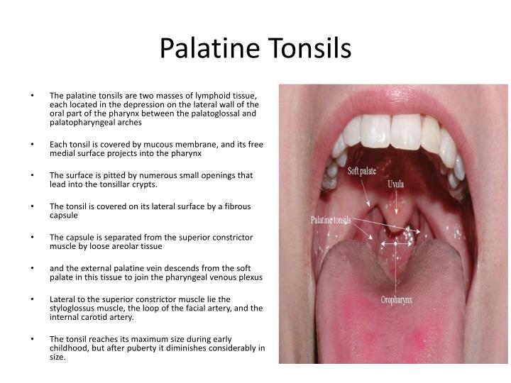 PPT - The Digestive System in the Head and Neck PowerPoint Presentation ...