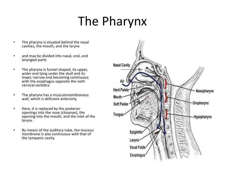 Pharynx Pronunciation