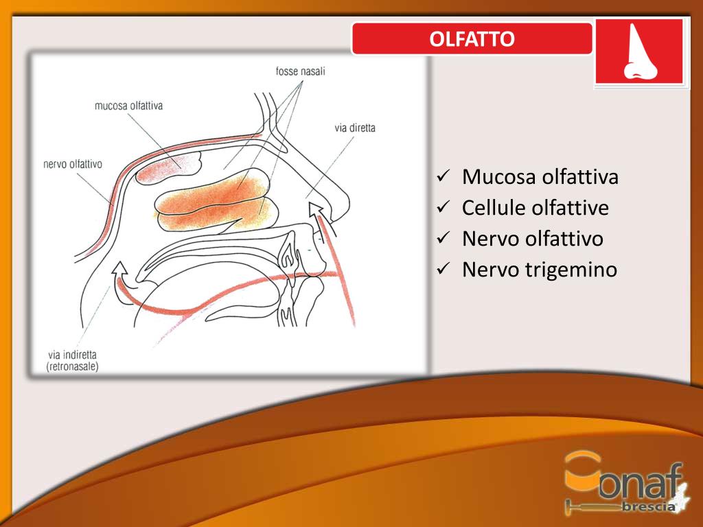 PPT - INTRODUZIONE ALL’ANALISI SENSORIALE PowerPoint Presentation, free ...