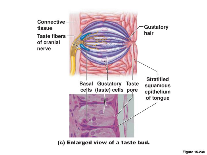 PPT - Nerves, Taste, Touch PowerPoint Presentation - ID:2246563