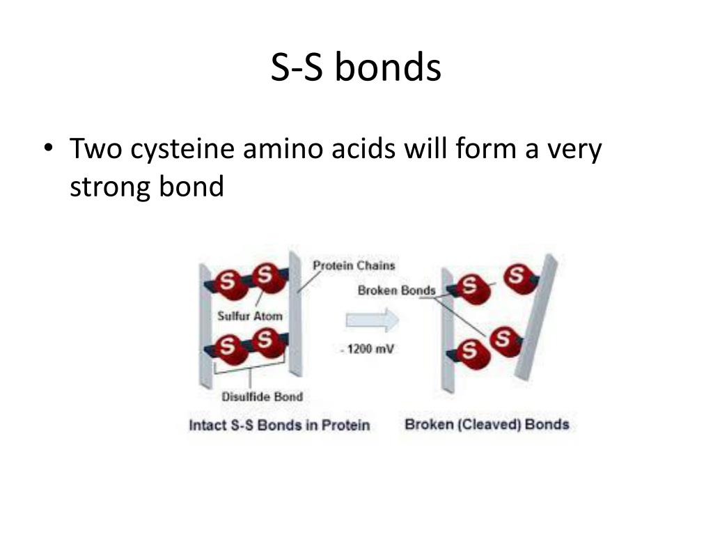 PPT - The forces at work on proteins/ glutamic acid and valine ...