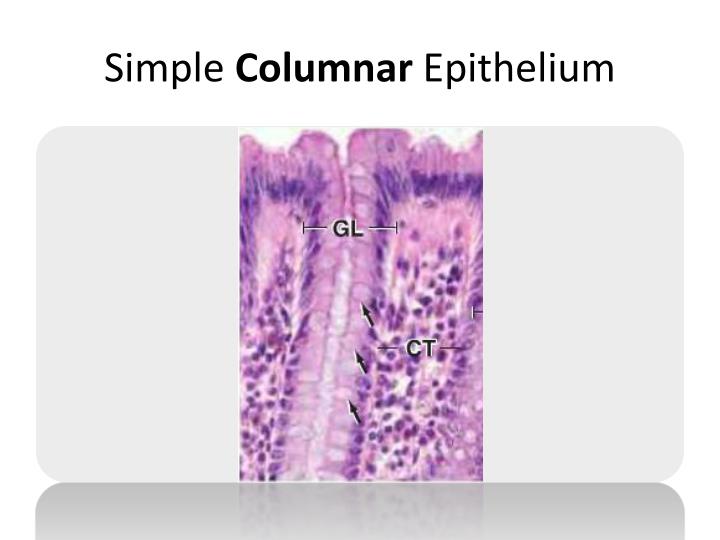 PPT - Histology Quiz 1 Identification Slides PowerPoint Presentation ...