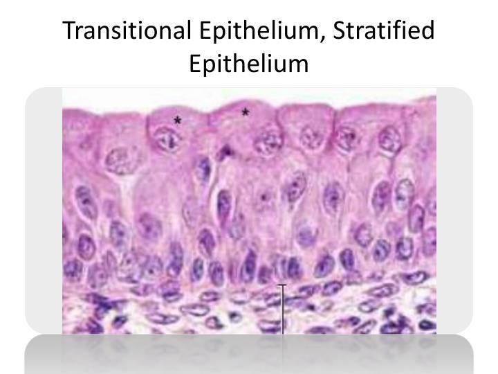 PPT - Histology Quiz 1 Identification Slides PowerPoint Presentation ...