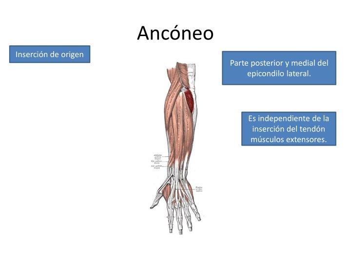 PPT - Porción posterior del compartimiento posterior del antebrazo ...