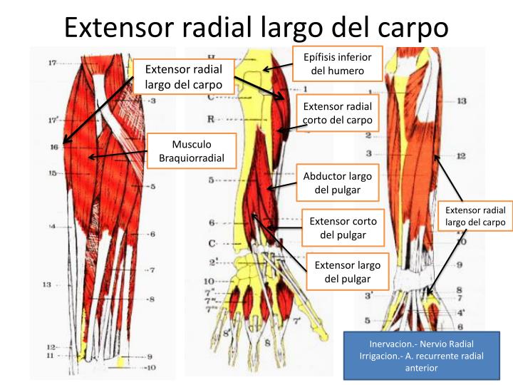 PPT - Porción posterior del compartimiento posterior del antebrazo ...