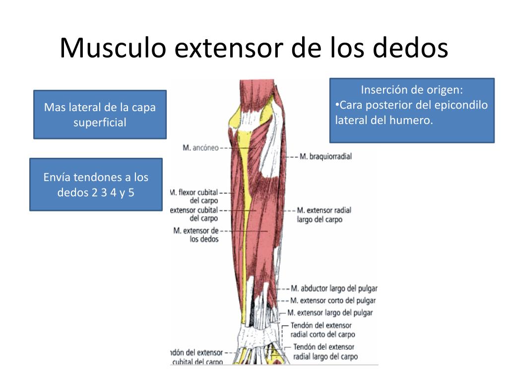 PPT - Porción posterior del compartimiento posterior del antebrazo ...